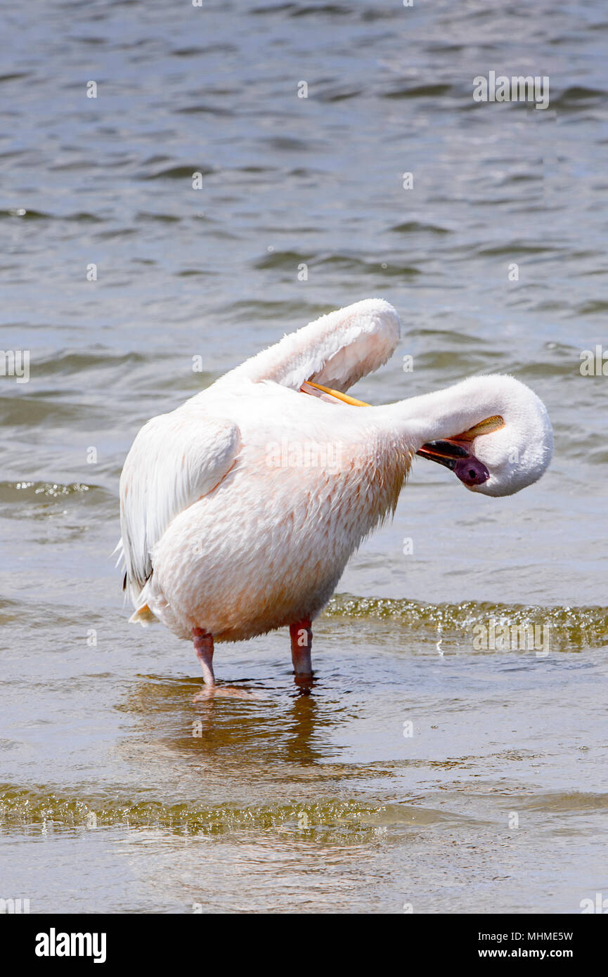 Pelican, Walvish Bay, Atlantic Ocean, Namibia Stock Photo - Alamy