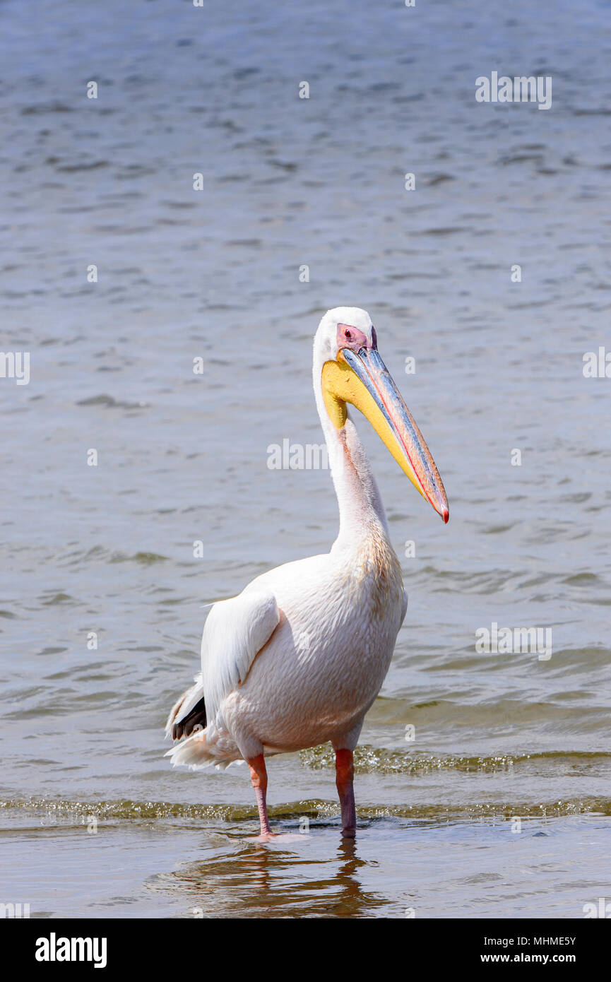 Pelican, Walvish Bay, Atlantic Ocean, Namibia Stock Photo - Alamy