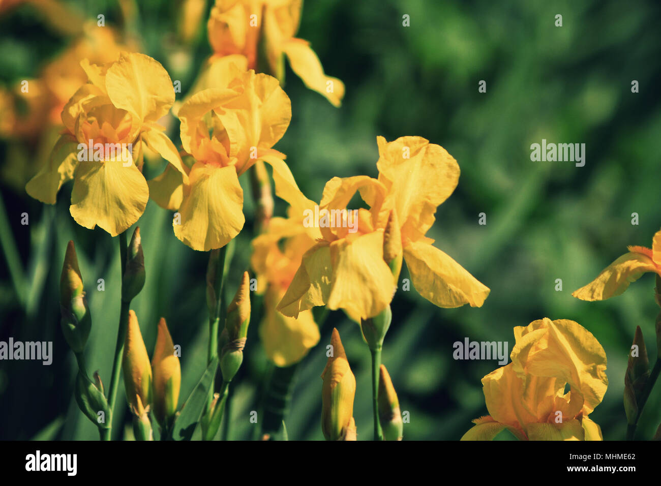Bearded flowers hi-res stock photography and images - Alamy