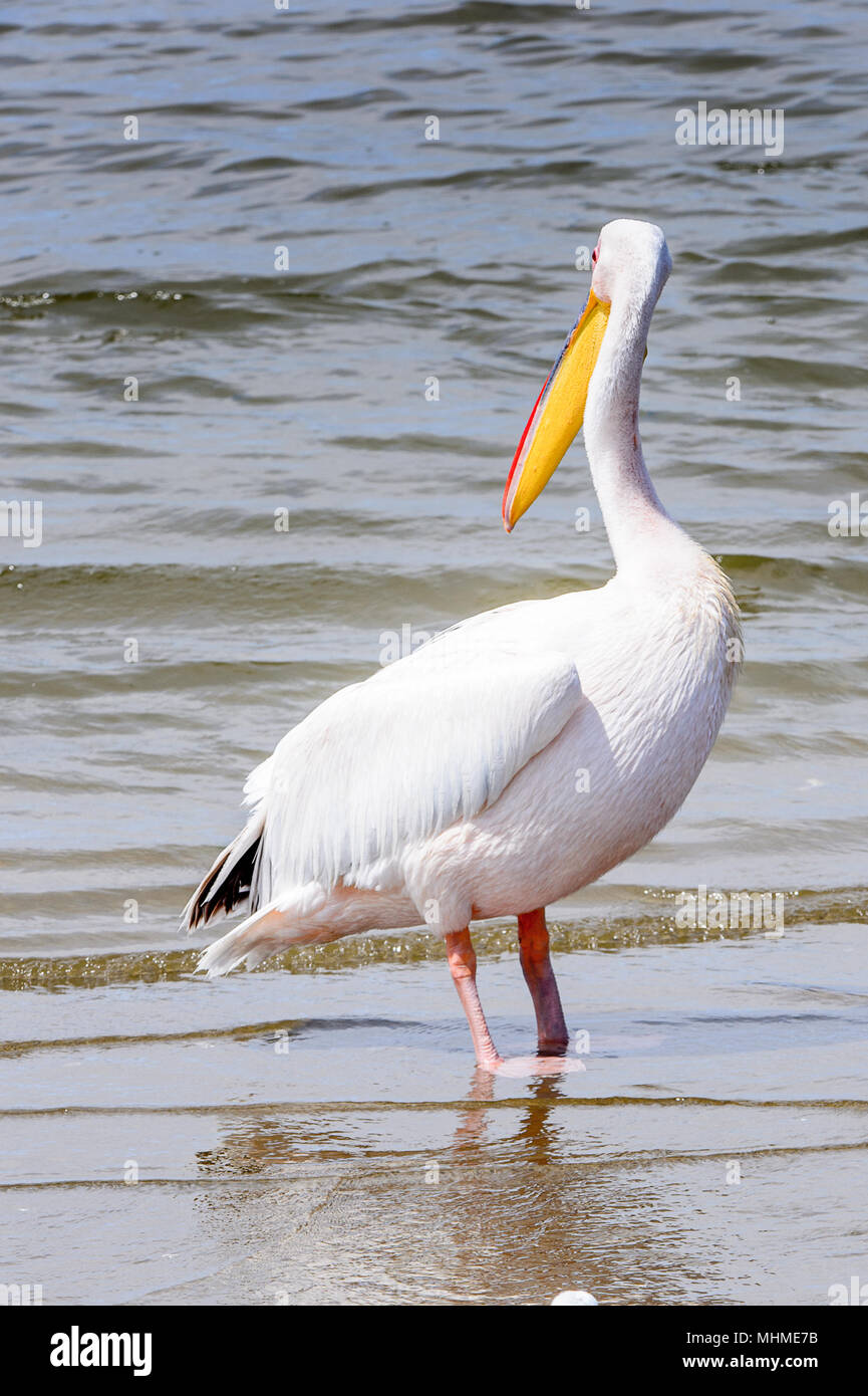Pelican, Walvish Bay, Atlantic Ocean, Namibia Stock Photo - Alamy