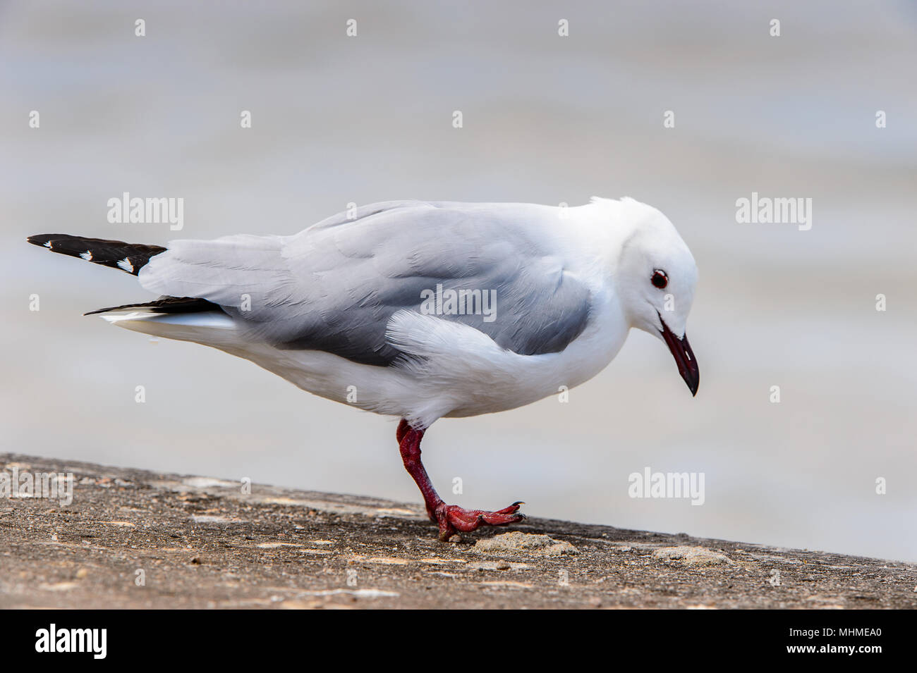Albatross on a coastline of the Atlantic Ocean, the Walvis Bay, Namibia ...