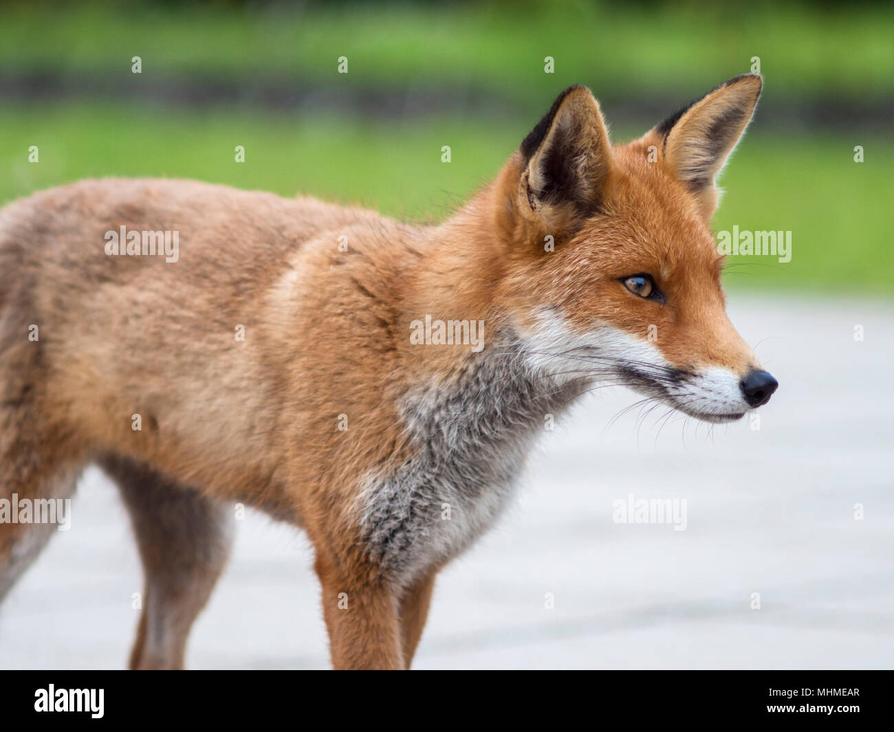 Urban red fox on the streets of Glasgow, Scotland Stock Photo - Alamy