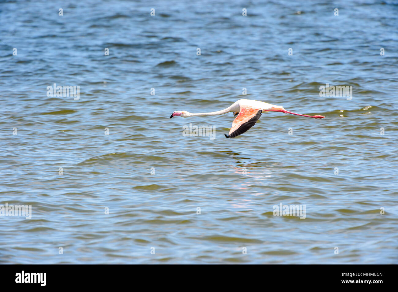 Flamingo Beak High Resolution Stock Photography and Images - Alamy