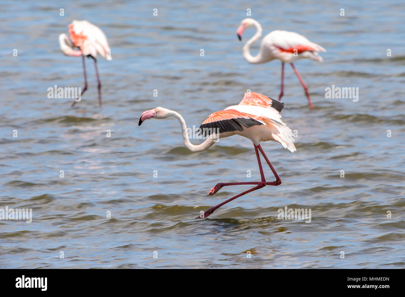 Flamingo in the ocean Stock Photo - Alamy