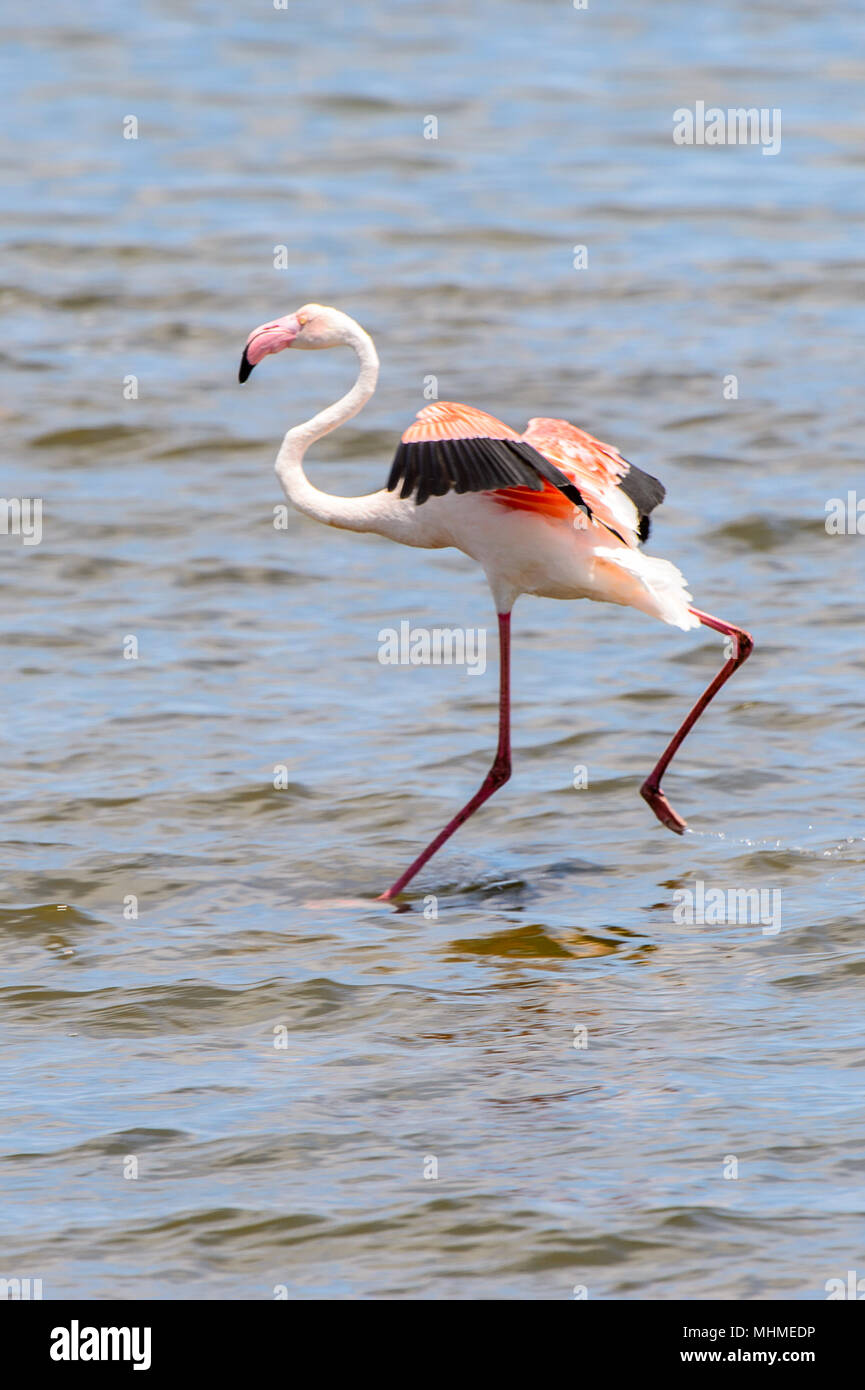 Flamingo in the ocean Stock Photo - Alamy