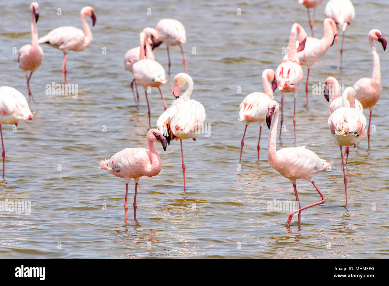Flamingo in the ocean Stock Photo - Alamy