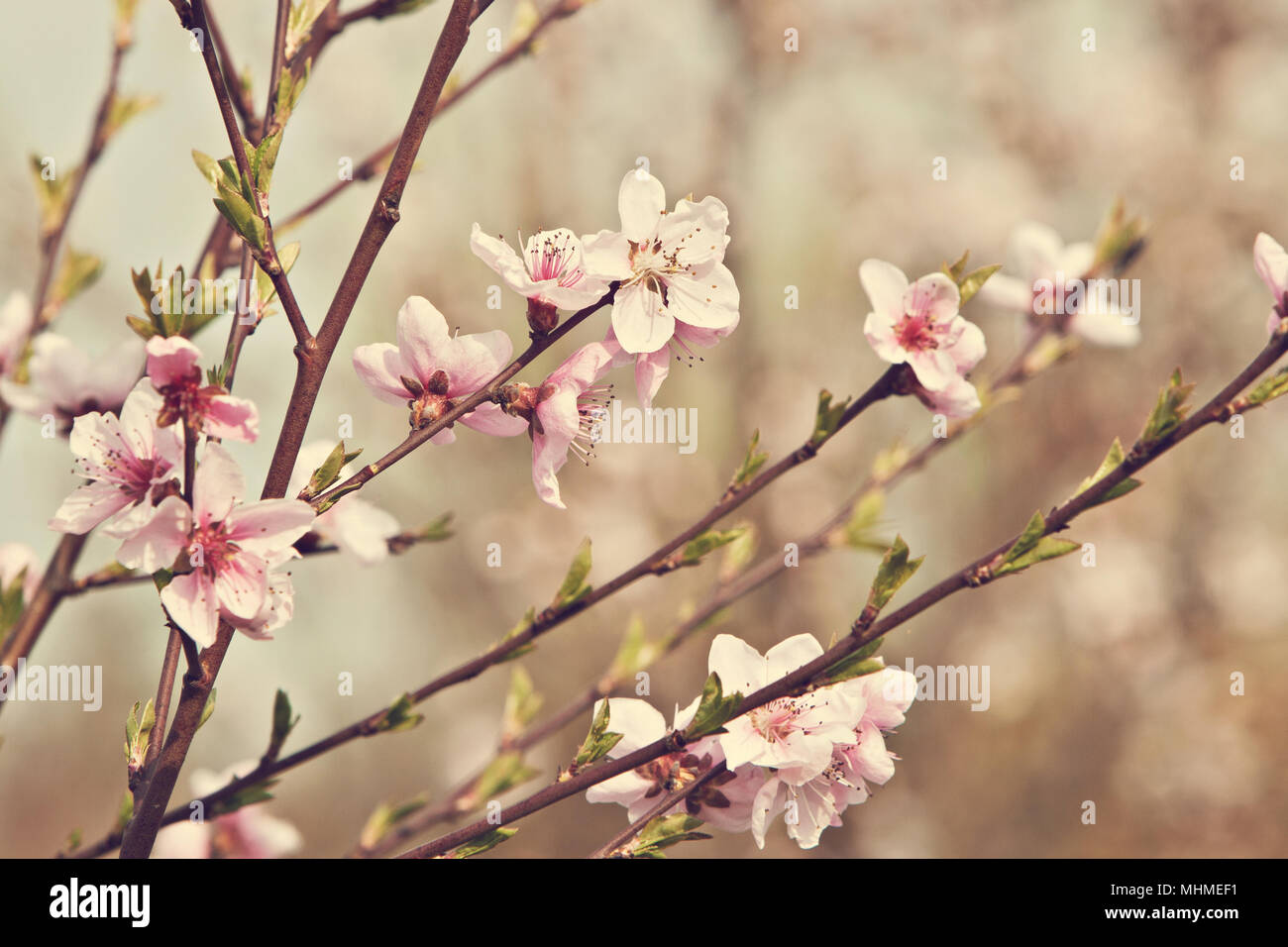 Scenery and apricot flowers hi-res stock photography and images - Alamy