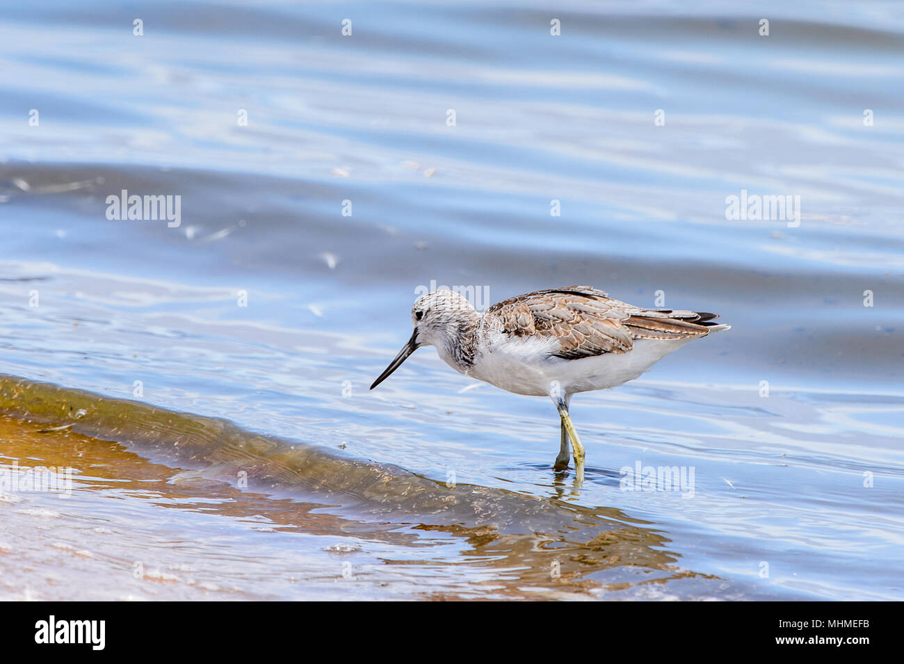 Little bird, Walvis Bay, Namibia Stock Photo - Alamy