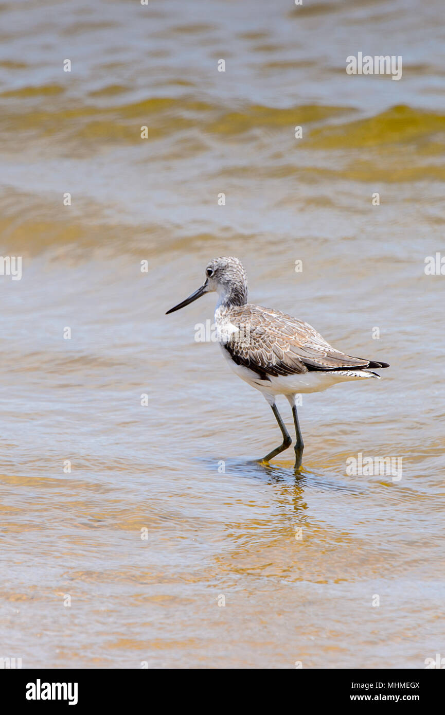 Little bird, Walvis Bay, Namibia Stock Photo - Alamy