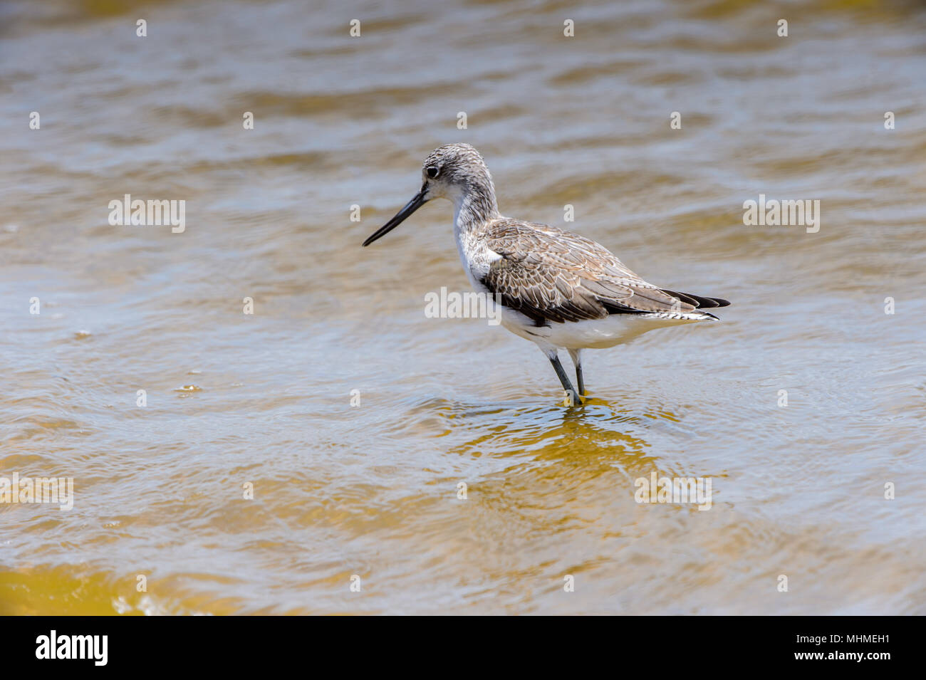 Little bird, Walvis Bay, Namibia Stock Photo - Alamy