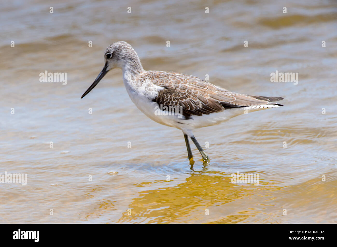 Little bird, Walvis Bay, Namibia Stock Photo - Alamy