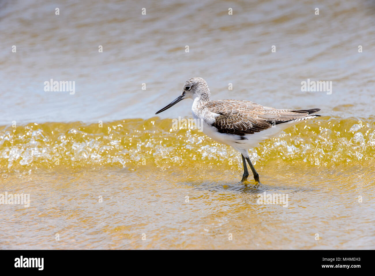 Little bird, Walvis Bay, Namibia Stock Photo - Alamy