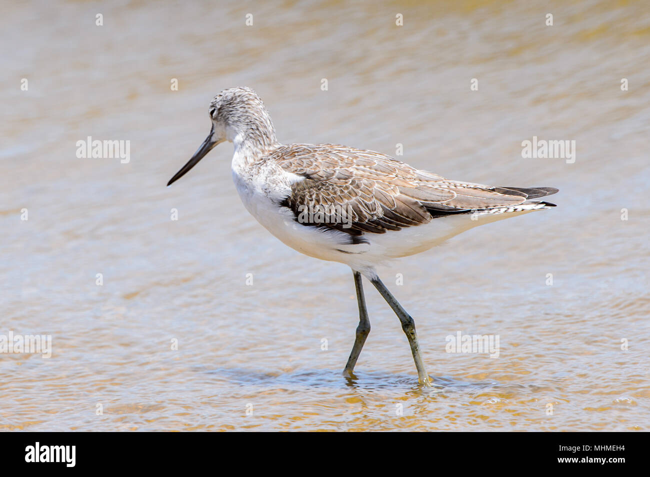 Little bird, Walvis Bay, Namibia Stock Photo - Alamy