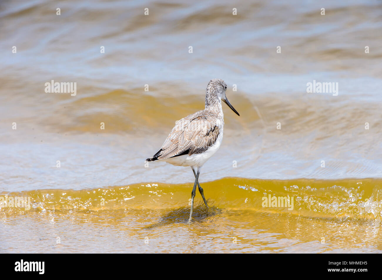 Little bird, Walvis Bay, Namibia Stock Photo - Alamy