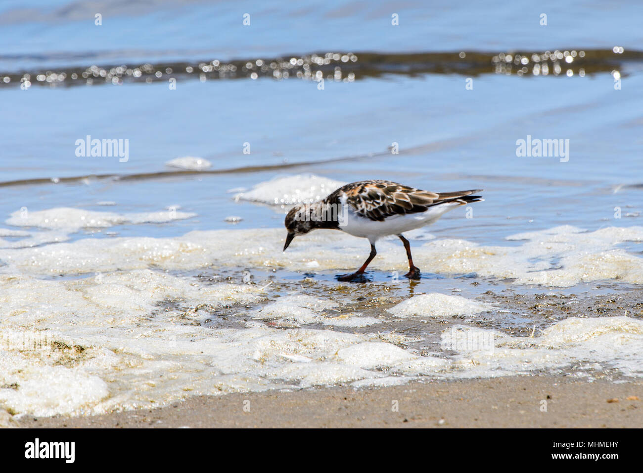 Little bird, Walvis Bay, Namibia Stock Photo - Alamy