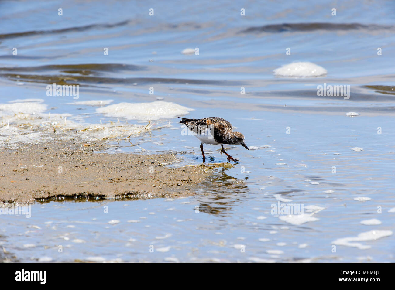 African aqua bird hi-res stock photography and images - Alamy