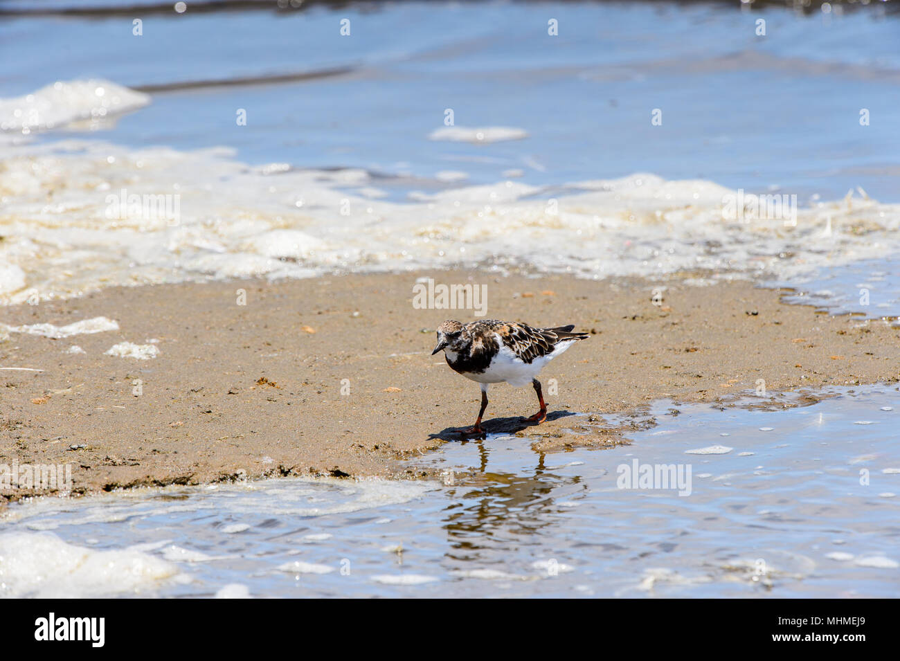 Little bird, Walvis Bay, Namibia Stock Photo - Alamy