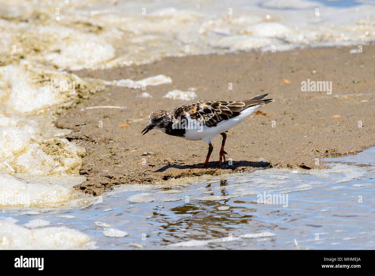 Little bird, Walvis Bay, Namibia Stock Photo - Alamy
