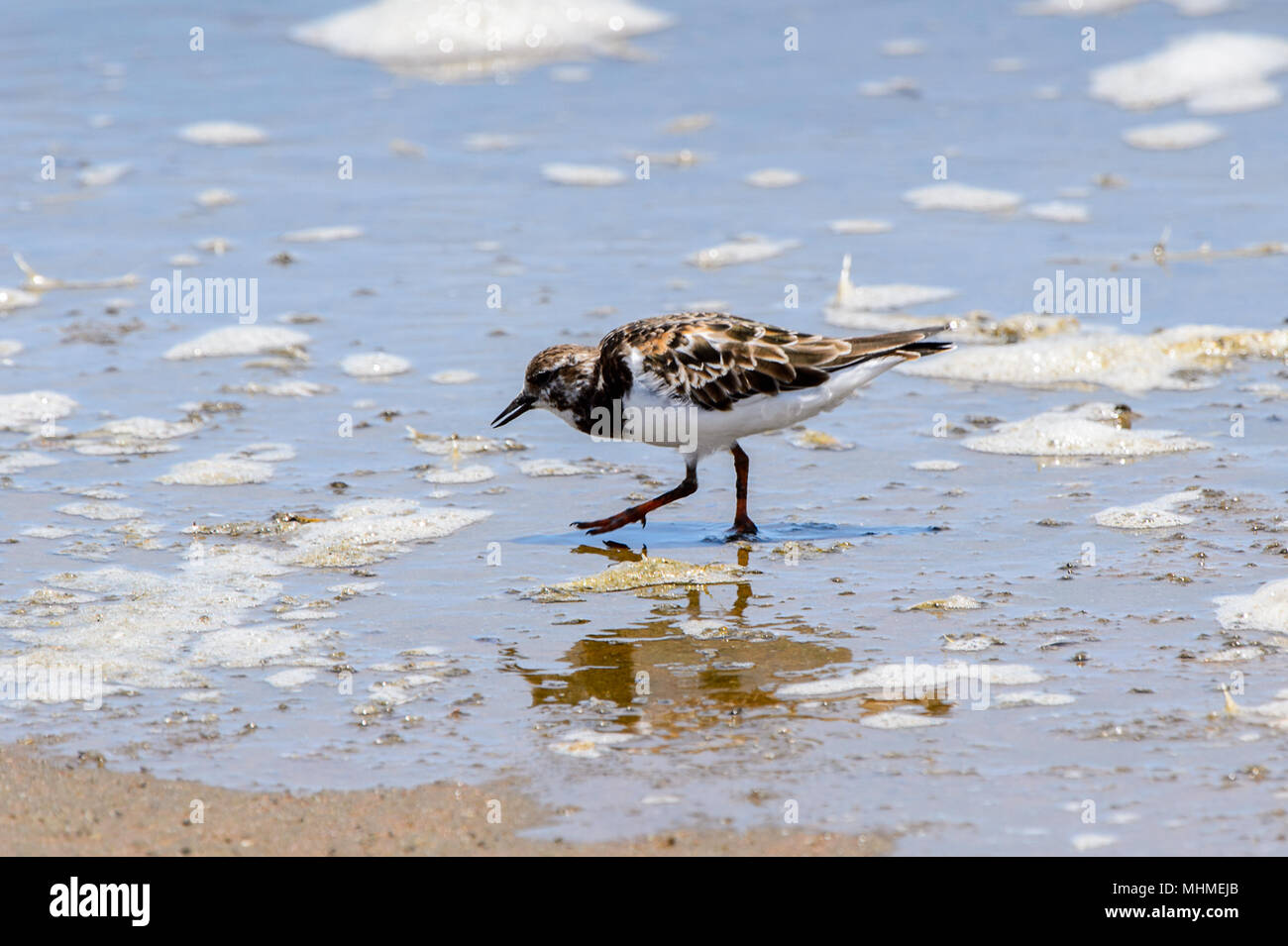 Little bird, Walvis Bay, Namibia Stock Photo - Alamy