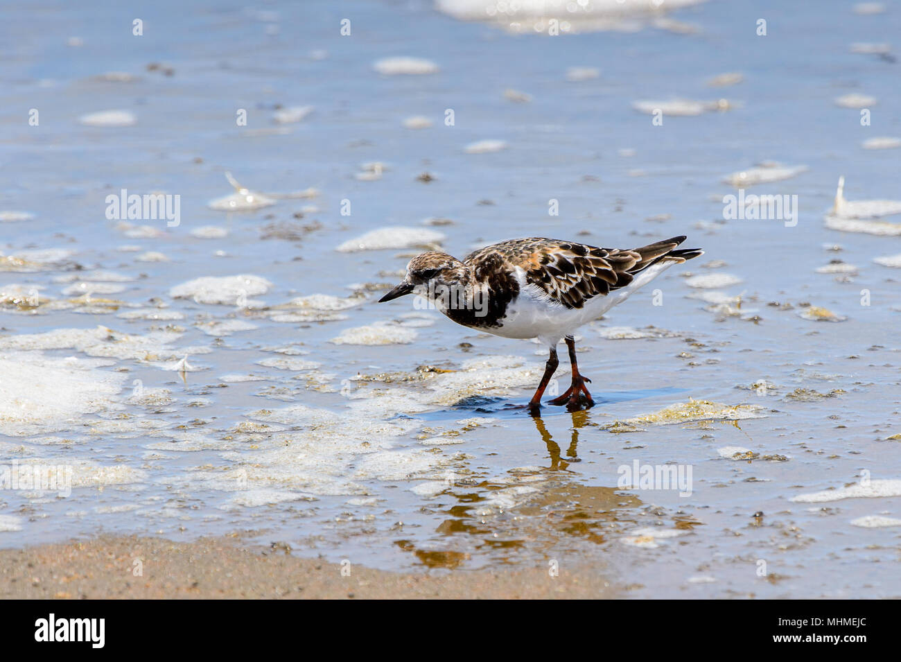 Little bird, Walvis Bay, Namibia Stock Photo - Alamy