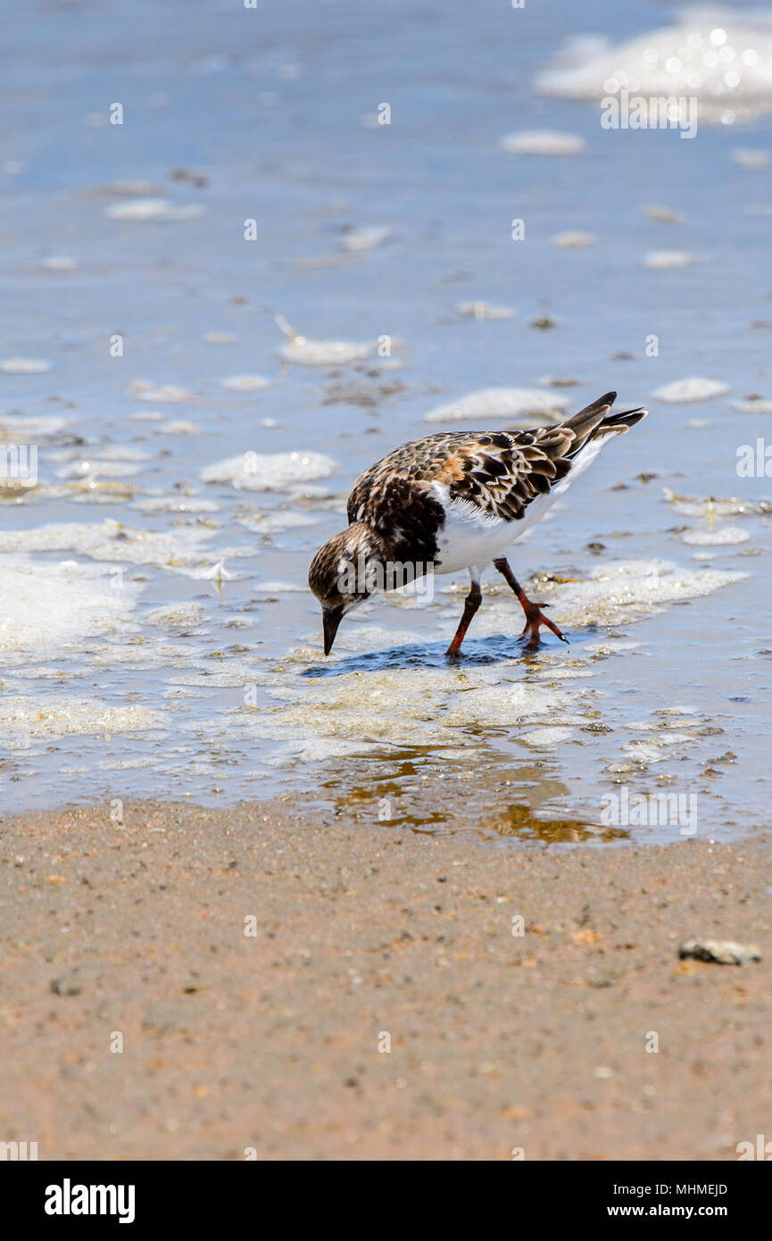 Little bird, Walvis Bay, Namibia Stock Photo - Alamy