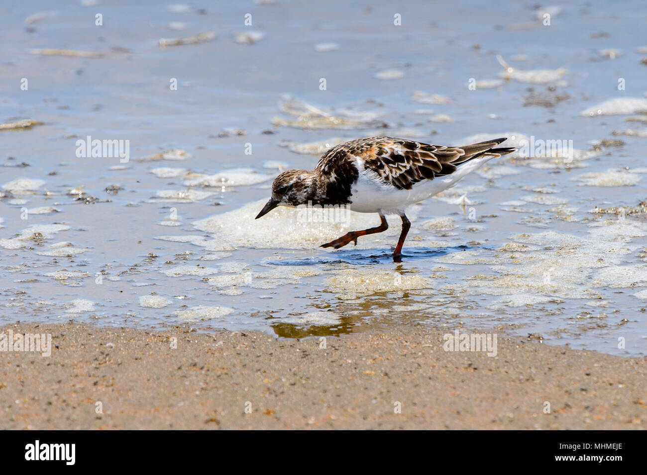 Little bird, Walvis Bay, Namibia Stock Photo - Alamy