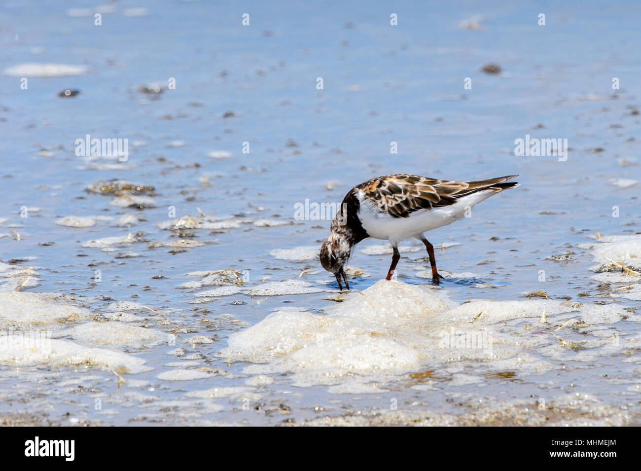 African Aqua Bird High Resolution Stock Photography and Images - Alamy