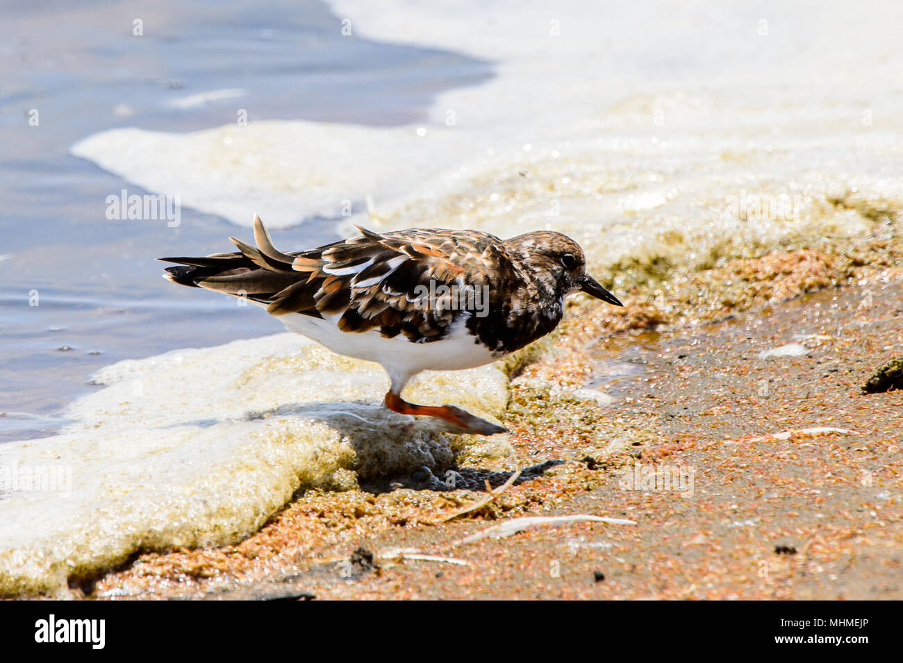 Little bird, Walvis Bay, Namibia Stock Photo - Alamy
