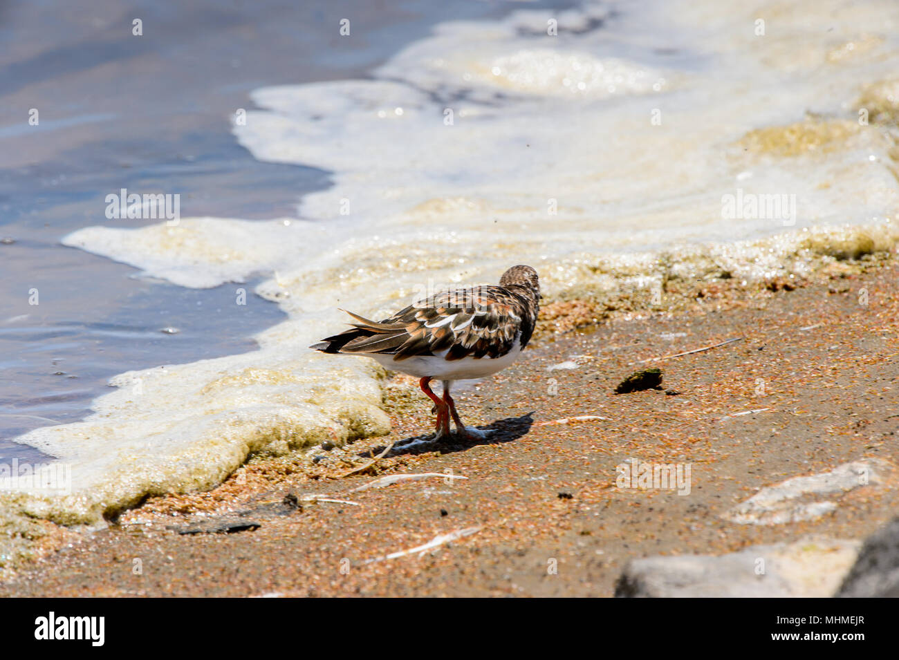 Little bird, Walvis Bay, Namibia Stock Photo - Alamy