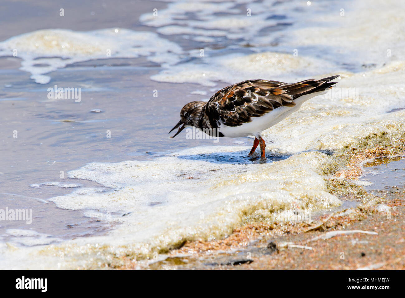 Little bird, Walvis Bay, Namibia Stock Photo - Alamy