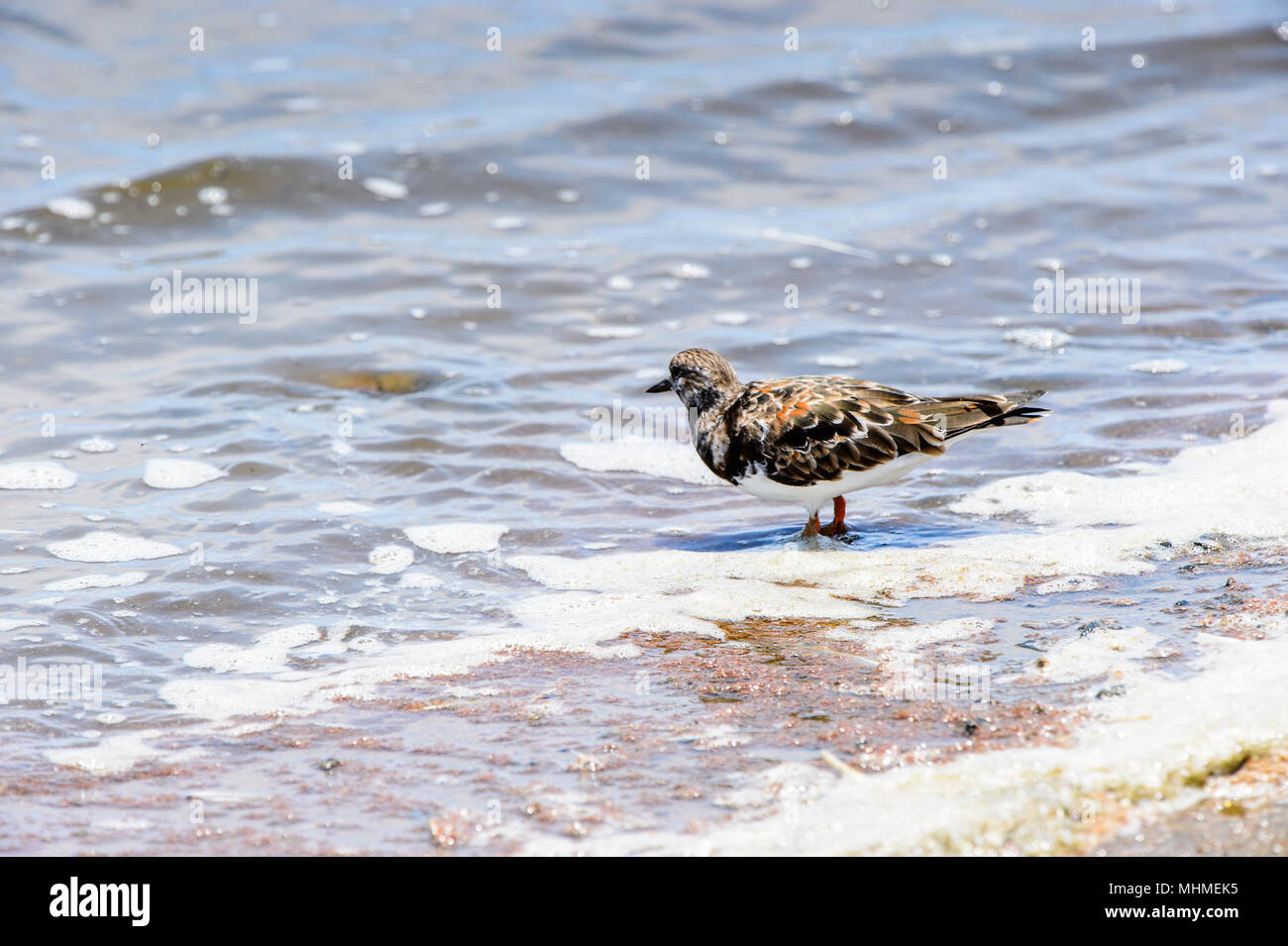 Little bird, Walvis Bay, Namibia Stock Photo - Alamy