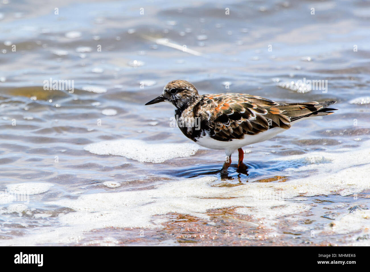 Little bird, Walvis Bay, Namibia Stock Photo - Alamy
