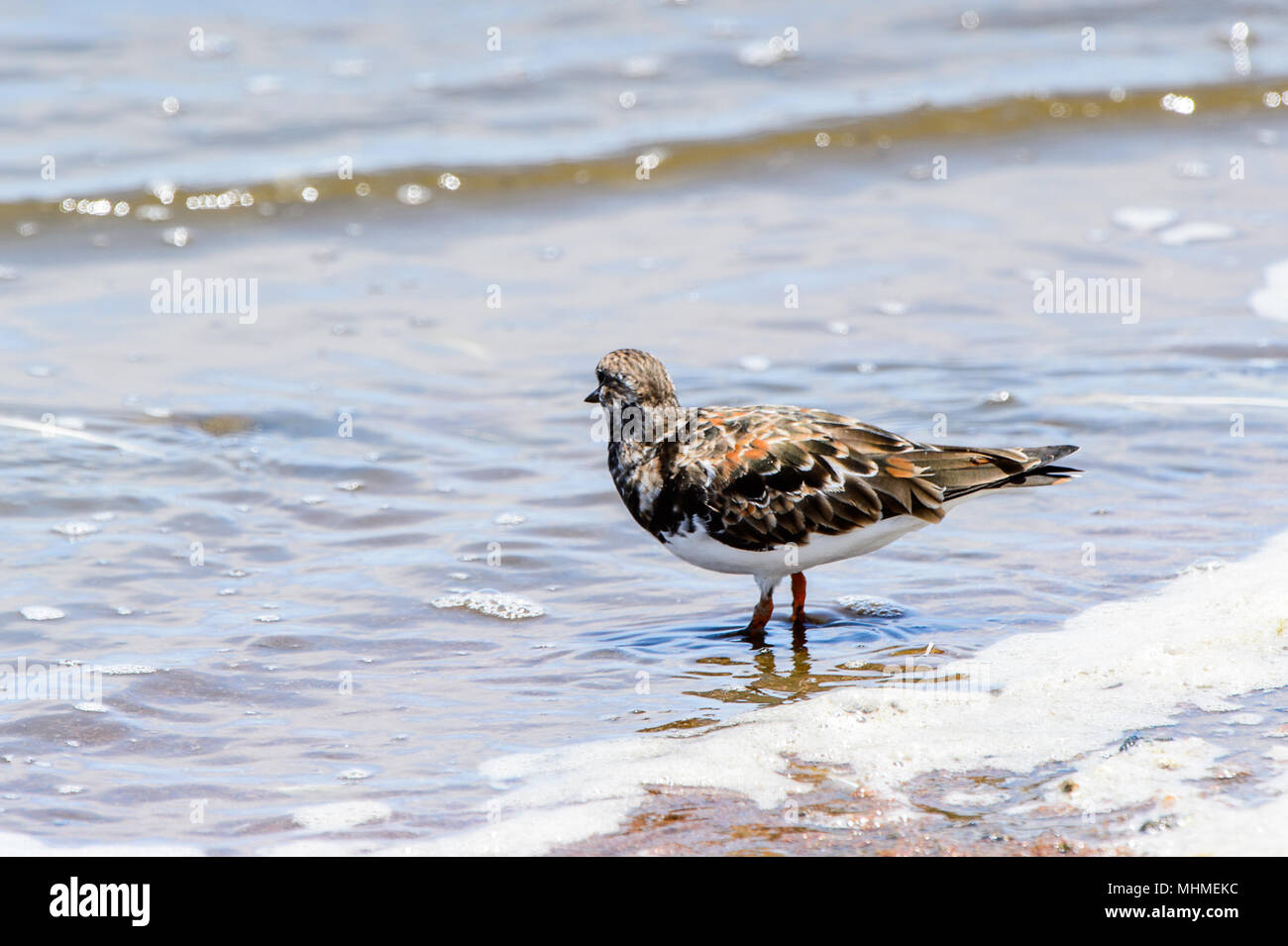 Little bird, Walvis Bay, Namibia Stock Photo - Alamy