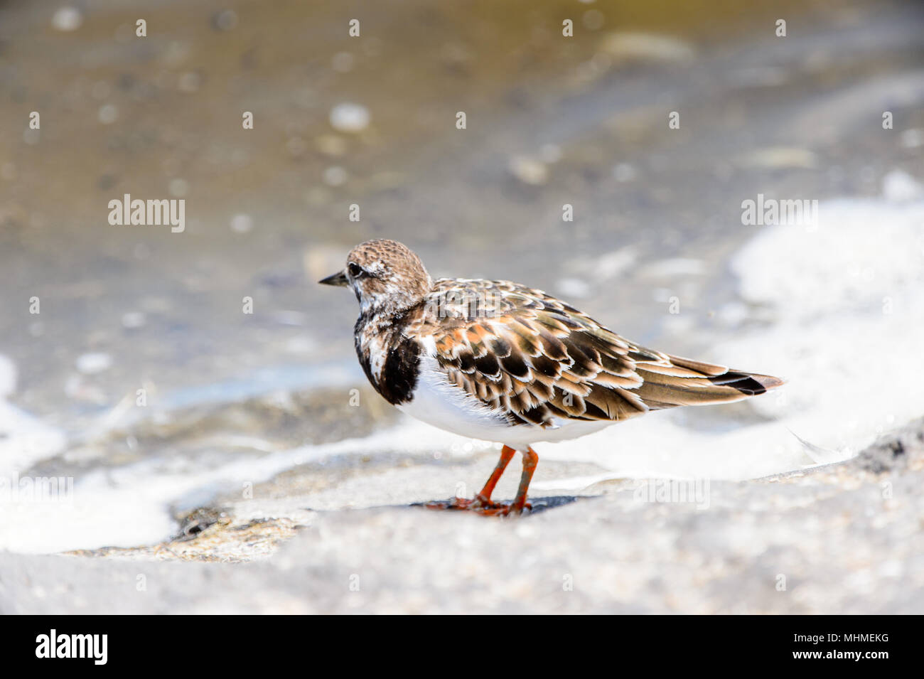 Little bird, Walvis Bay, Namibia Stock Photo - Alamy