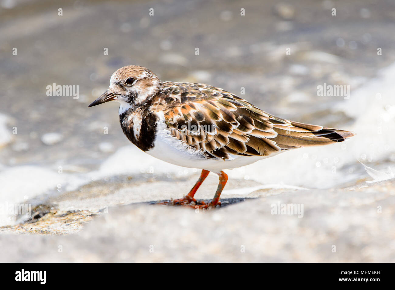 Little bird, Walvis Bay, Namibia Stock Photo - Alamy