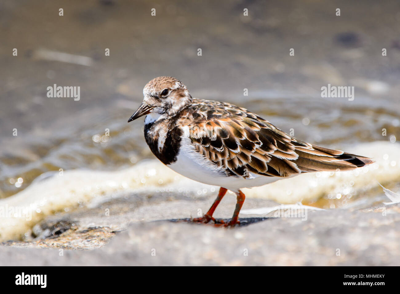 Little bird, Walvis Bay, Namibia Stock Photo - Alamy
