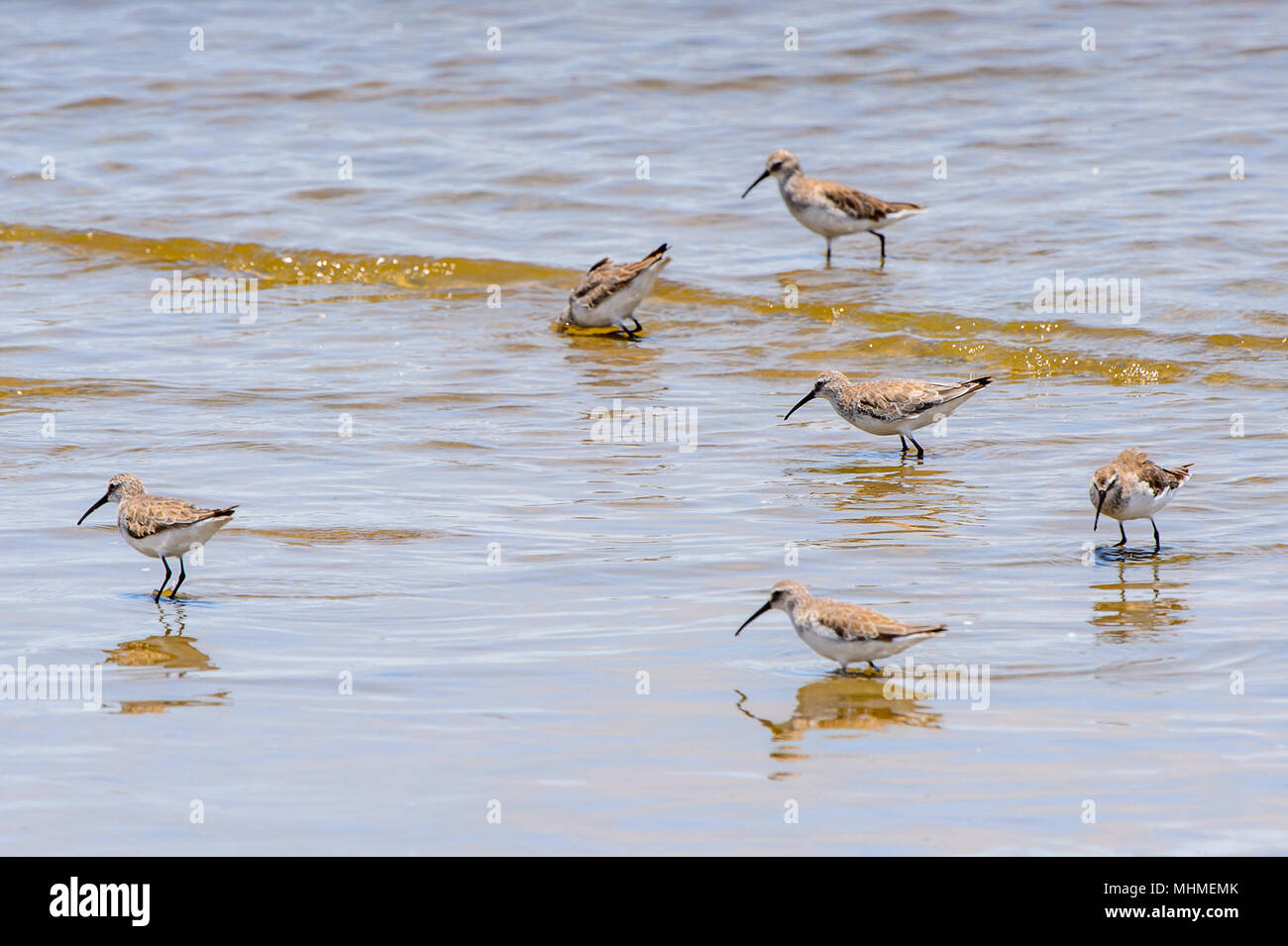 Little bird, Walvis Bay, Namibia Stock Photo - Alamy