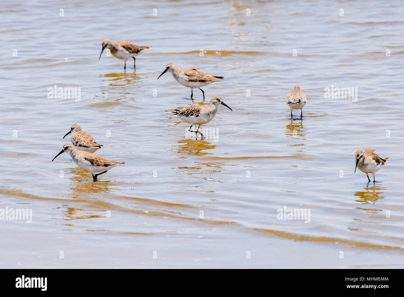 Little bird, Walvis Bay, Namibia Stock Photo - Alamy
