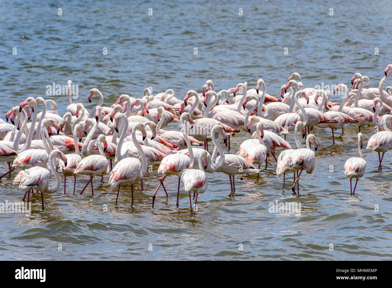 Cut Bird High Resolution Stock Photography and Images - Alamy