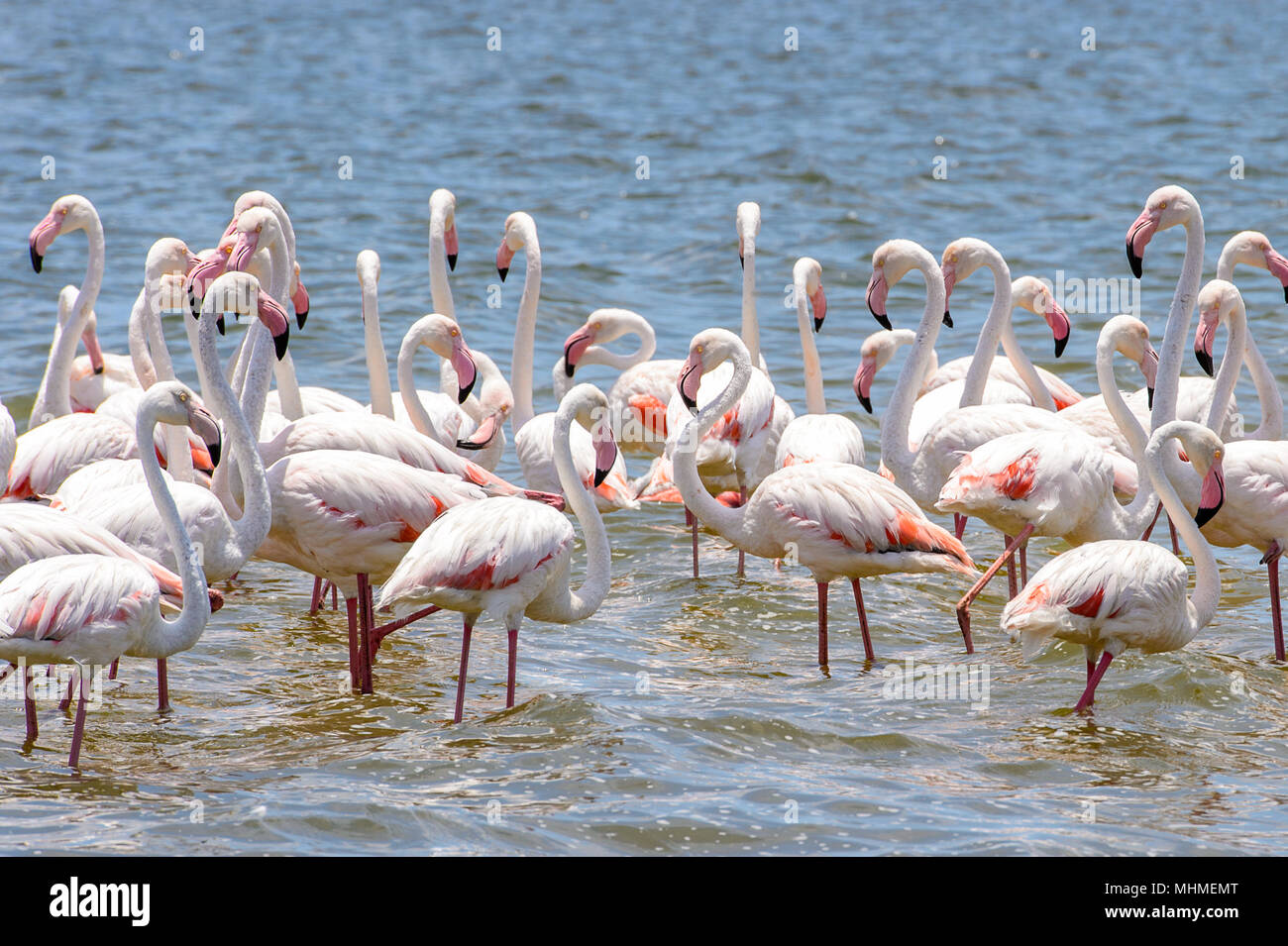 Flamingo in the ocean Stock Photo - Alamy