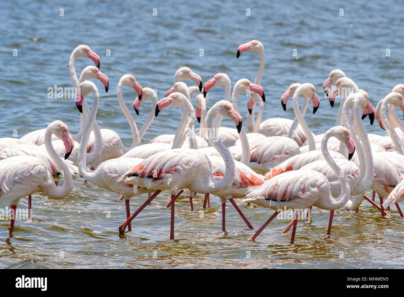 Flamingo in the ocean Stock Photo - Alamy