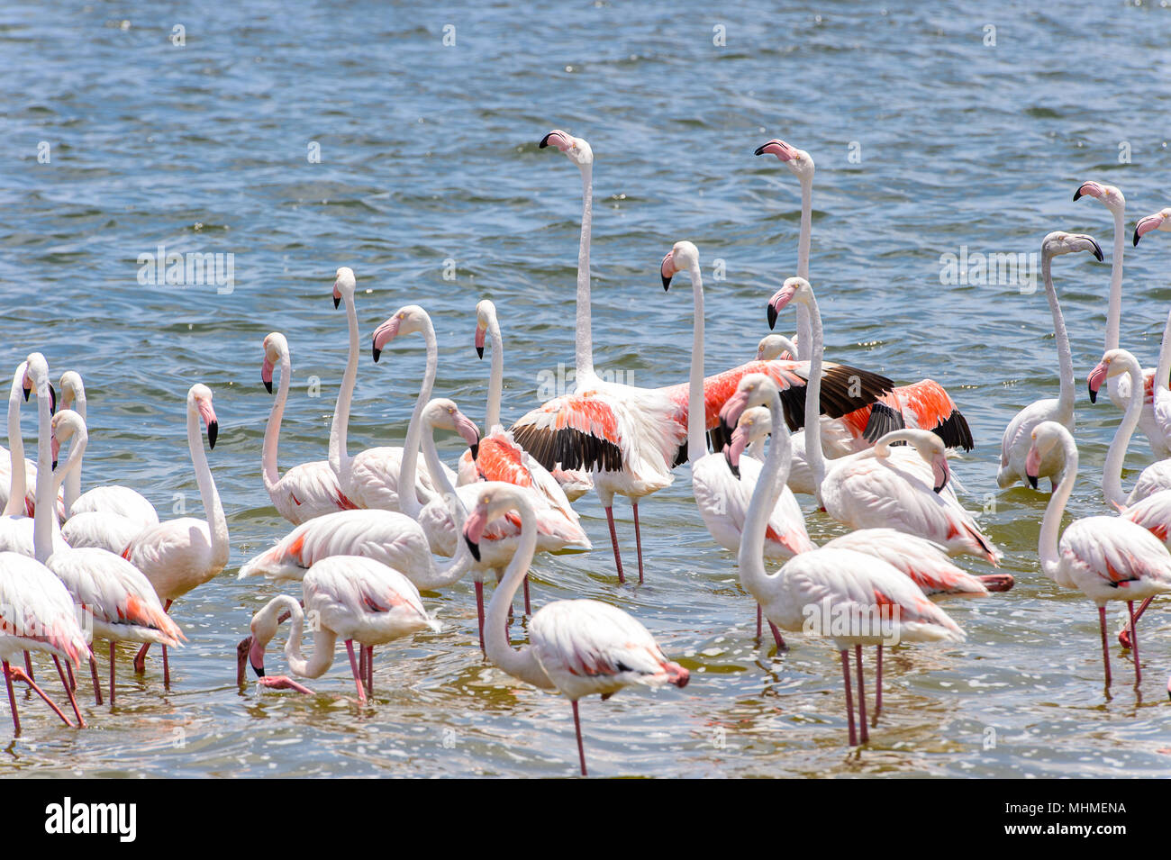 Flamingo in the ocean Stock Photo - Alamy