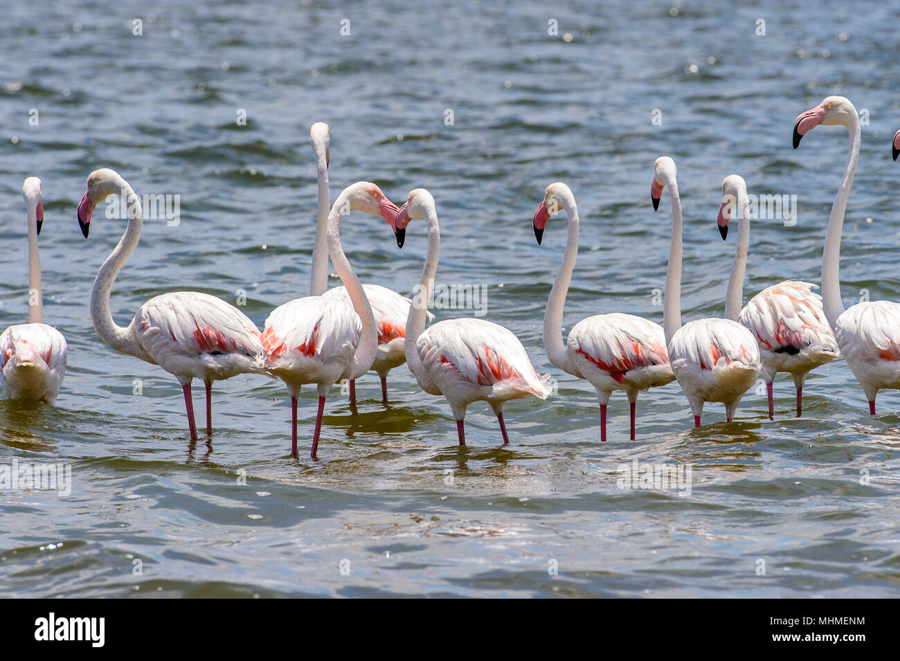 Flamingo in the ocean Stock Photo - Alamy
