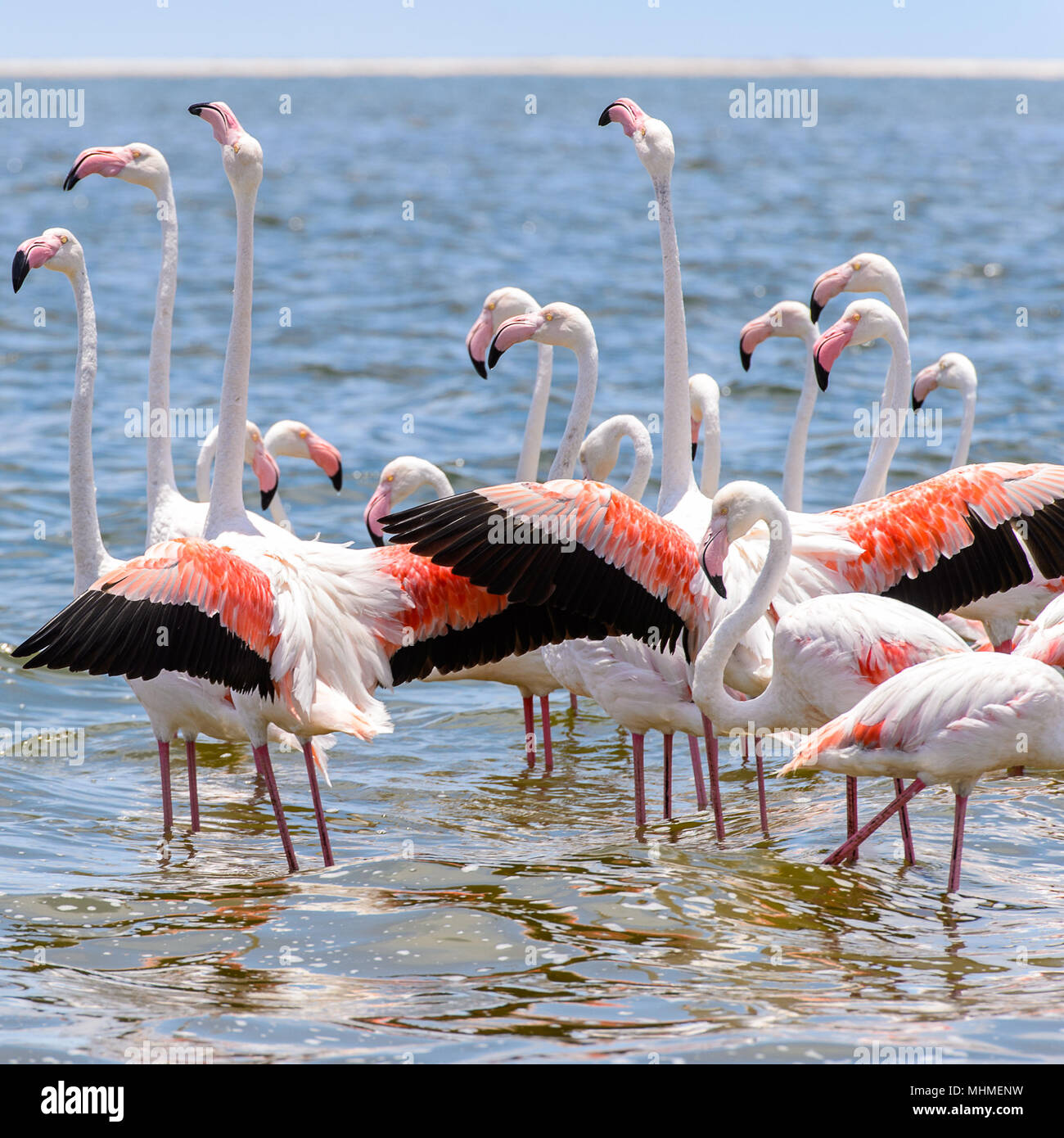 Flamingo in the ocean Stock Photo - Alamy
