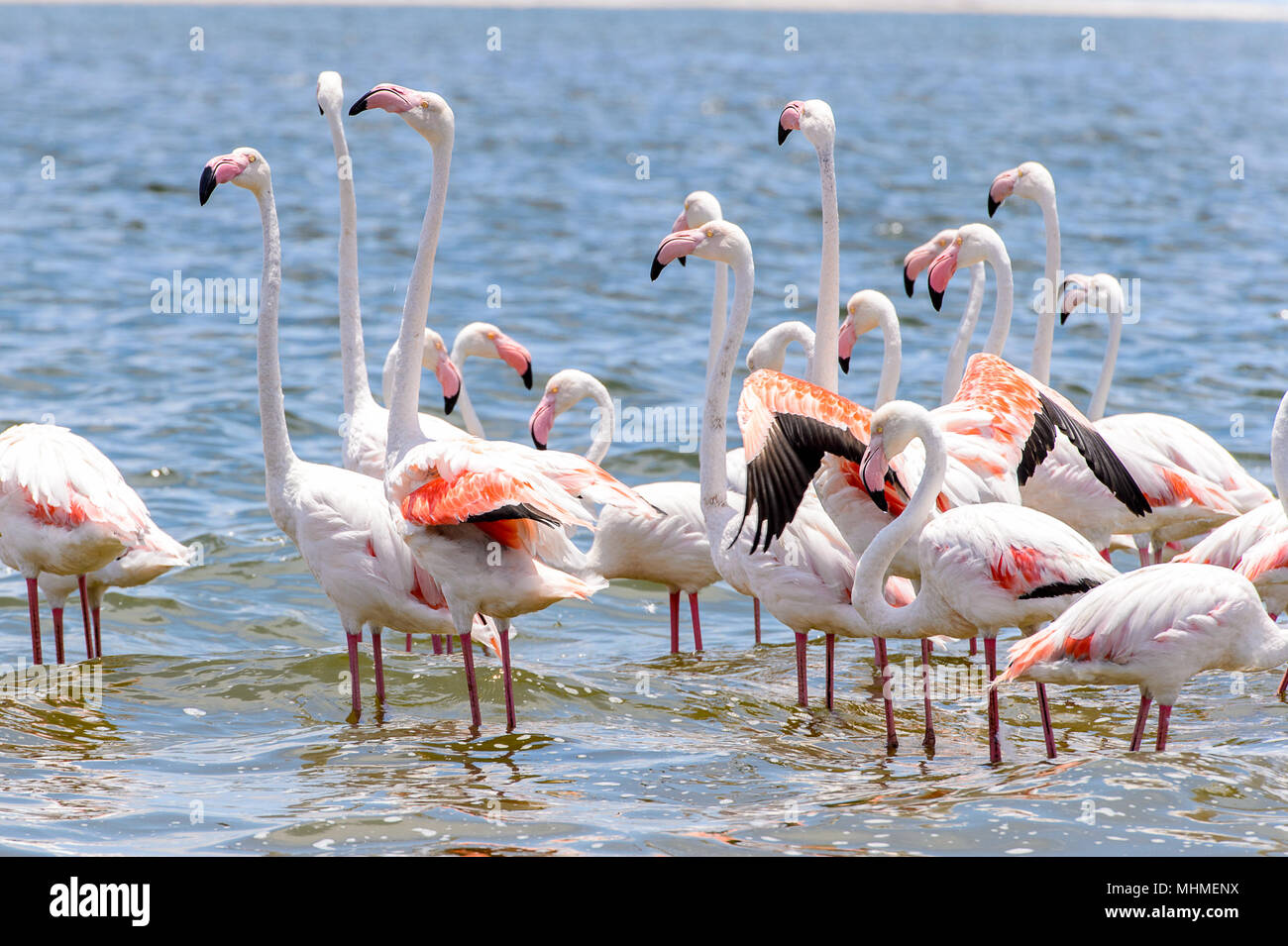 Flamingo in the ocean Stock Photo - Alamy