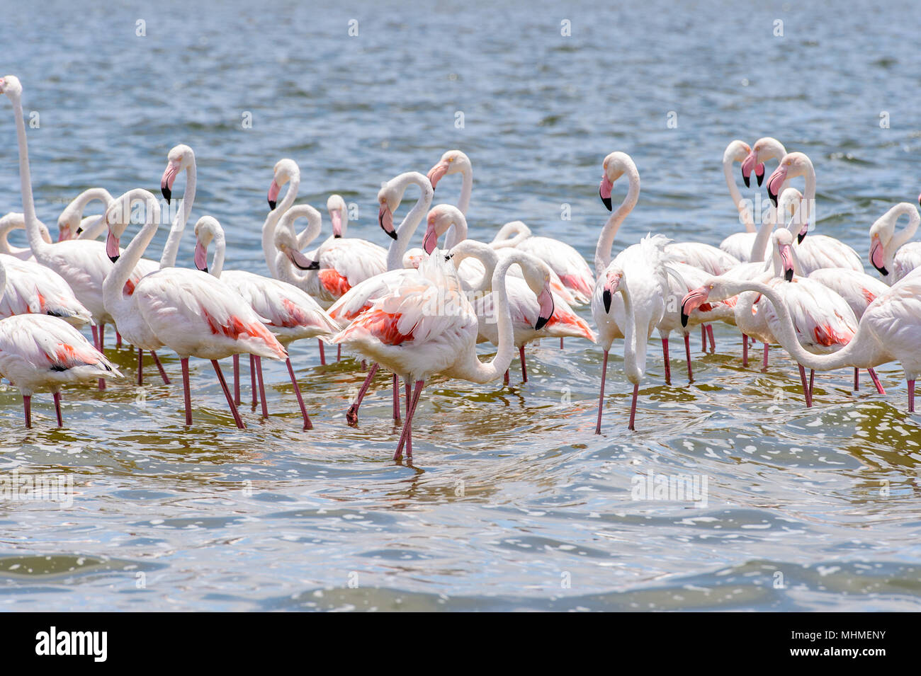 Flamingo in the ocean Stock Photo - Alamy