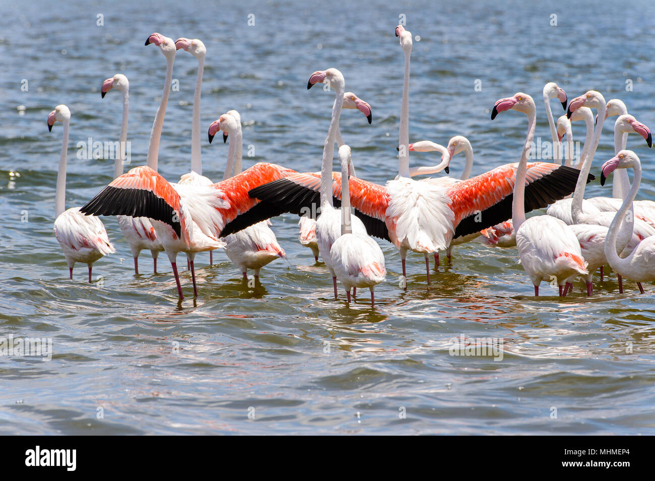 Flamingo in the ocean Stock Photo - Alamy