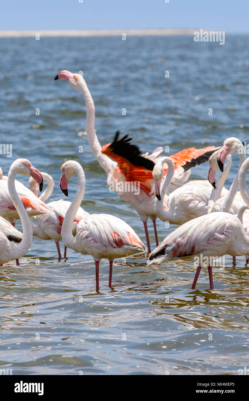 Flamingo in the ocean Stock Photo - Alamy