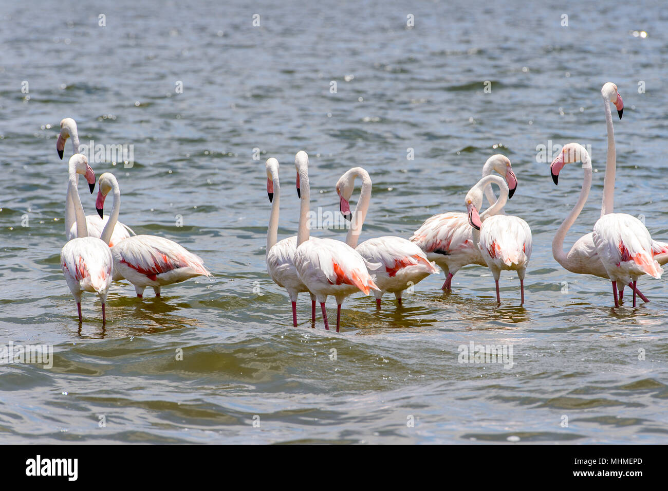 Flamingo in the ocean Stock Photo - Alamy