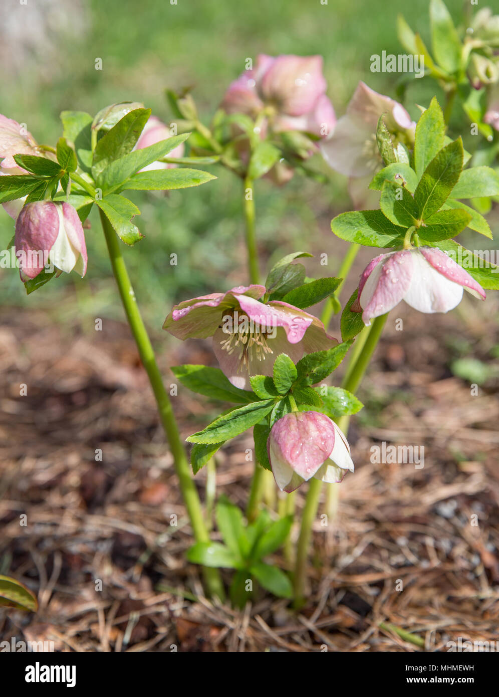 Double white lenten rose hi-res stock photography and images - Alamy